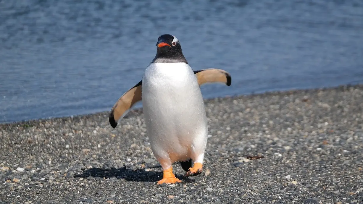 Plivao od Antartika do Australije: Carski pingvin ugojen i vraćen u Južni okean